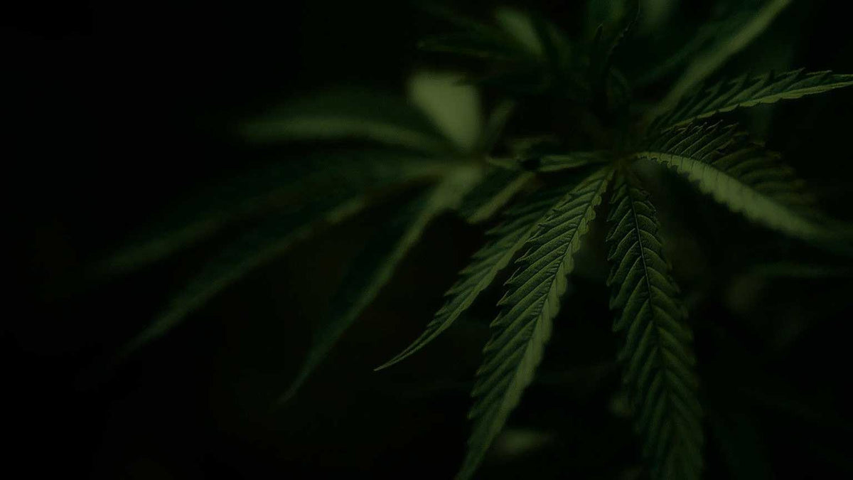 Lizard Burger | Cannabis Strain THC | THCA Flower | Online Dispensary ...