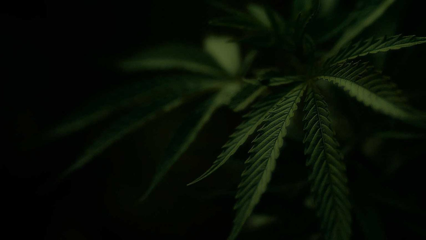 Lizard Burger | Cannabis Strain THC | THCA Flower | Online Dispensary ...