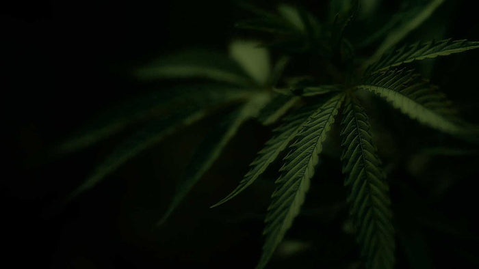 All Flower – Diesel Dispensary