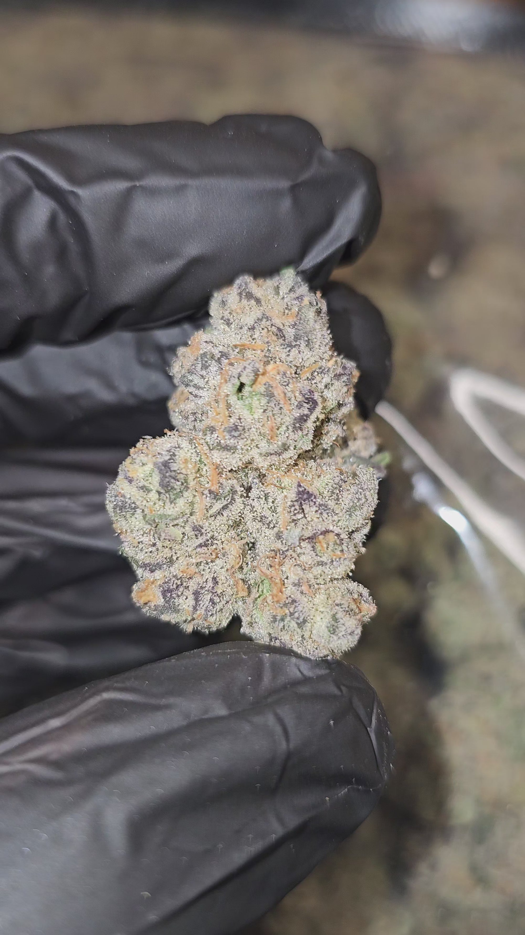 Buy Cannabis Online | Fast Weed Delivery Dispensary – Diesel Dispensar ...